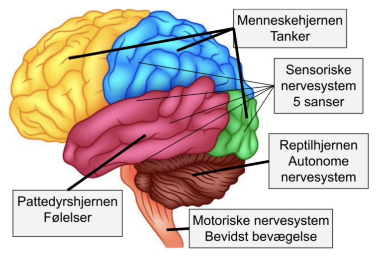 Nervesystemet og adfærd - Mere End Vægttab